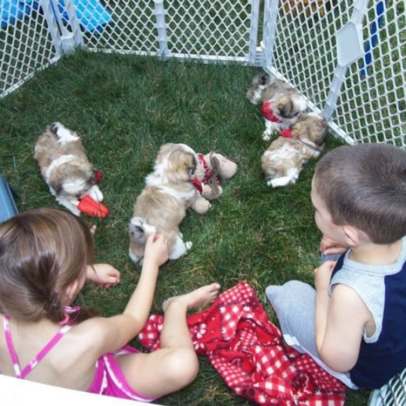 Barn Babies - Boston