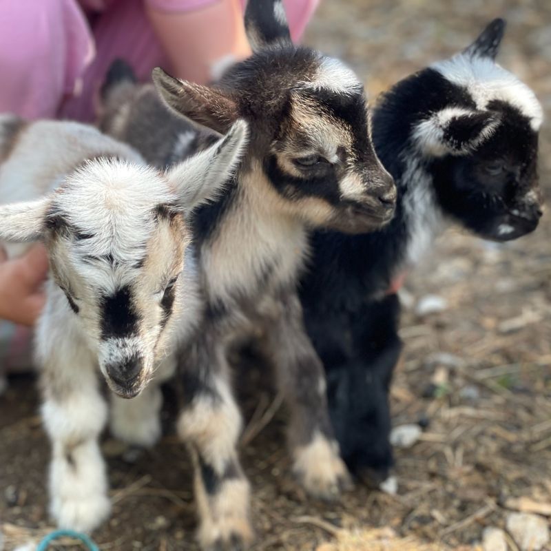 Good Pickin' Farm - Boston